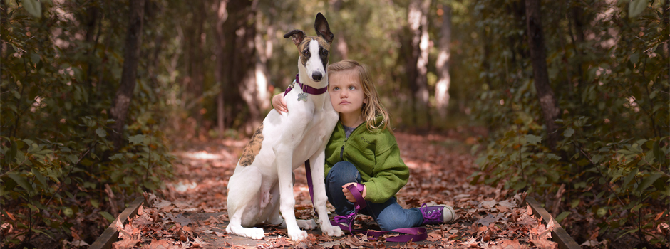 4 Greyhound Racers | Every Couch Needs a Greyhound