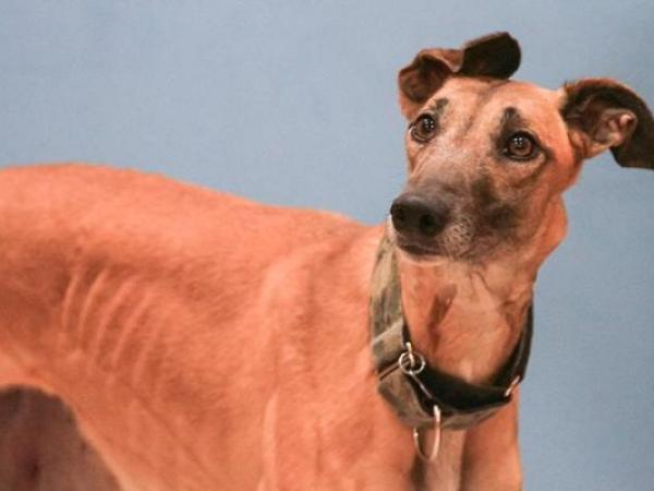 Adoptable Hounds | 4 Greyhound Racers