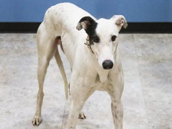 Adoptable Hounds | 4 Greyhound Racers