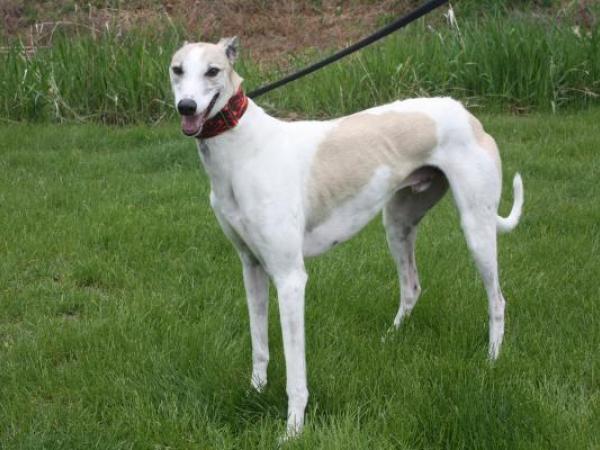 Adoptable Hounds | 4 Greyhound Racers