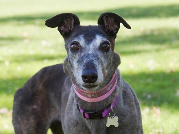 Adoptable Hounds | 4 Greyhound Racers