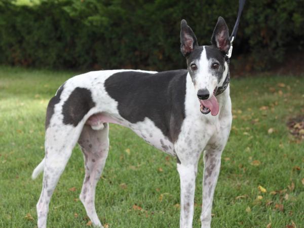 Adoptable Hounds | 4 Greyhound Racers