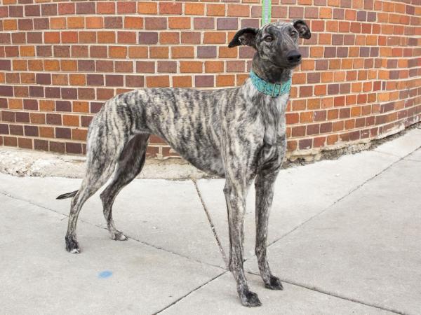 Adoptable Hounds | 4 Greyhound Racers
