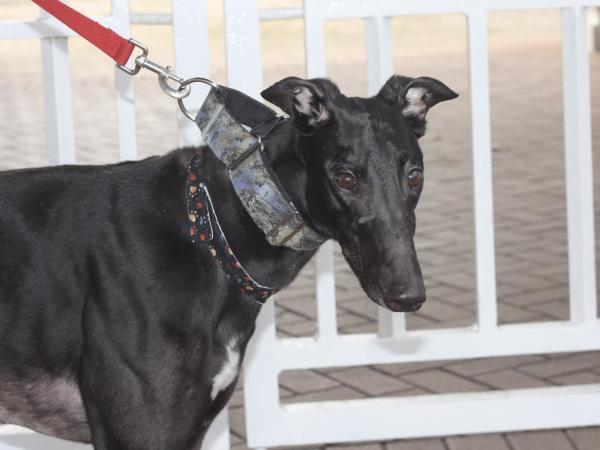 Adoptable Hounds | 4 Greyhound Racers