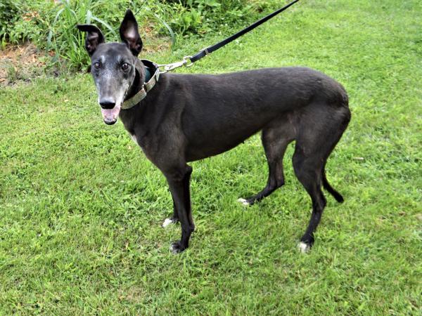 Adoptable Hounds | 4 Greyhound Racers