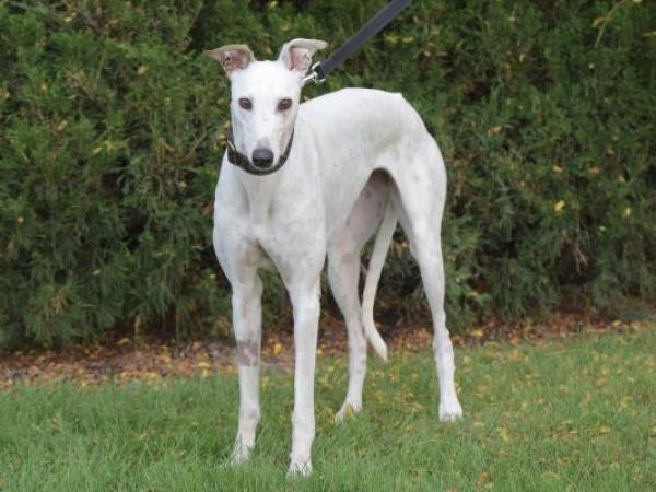 Adoptable Hounds | 4 Greyhound Racers